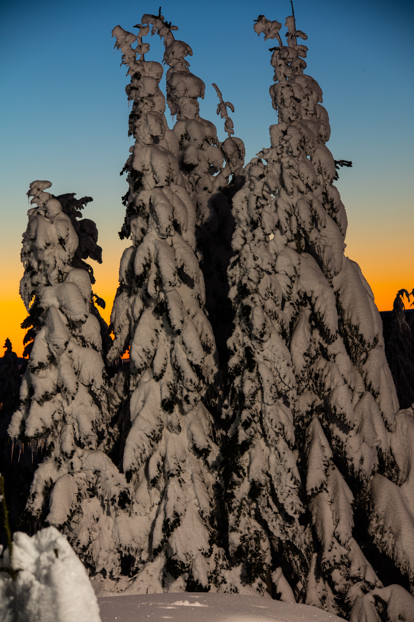 heavens trees 2 (1 of 1) | mark bowen fine art 604.341.6033