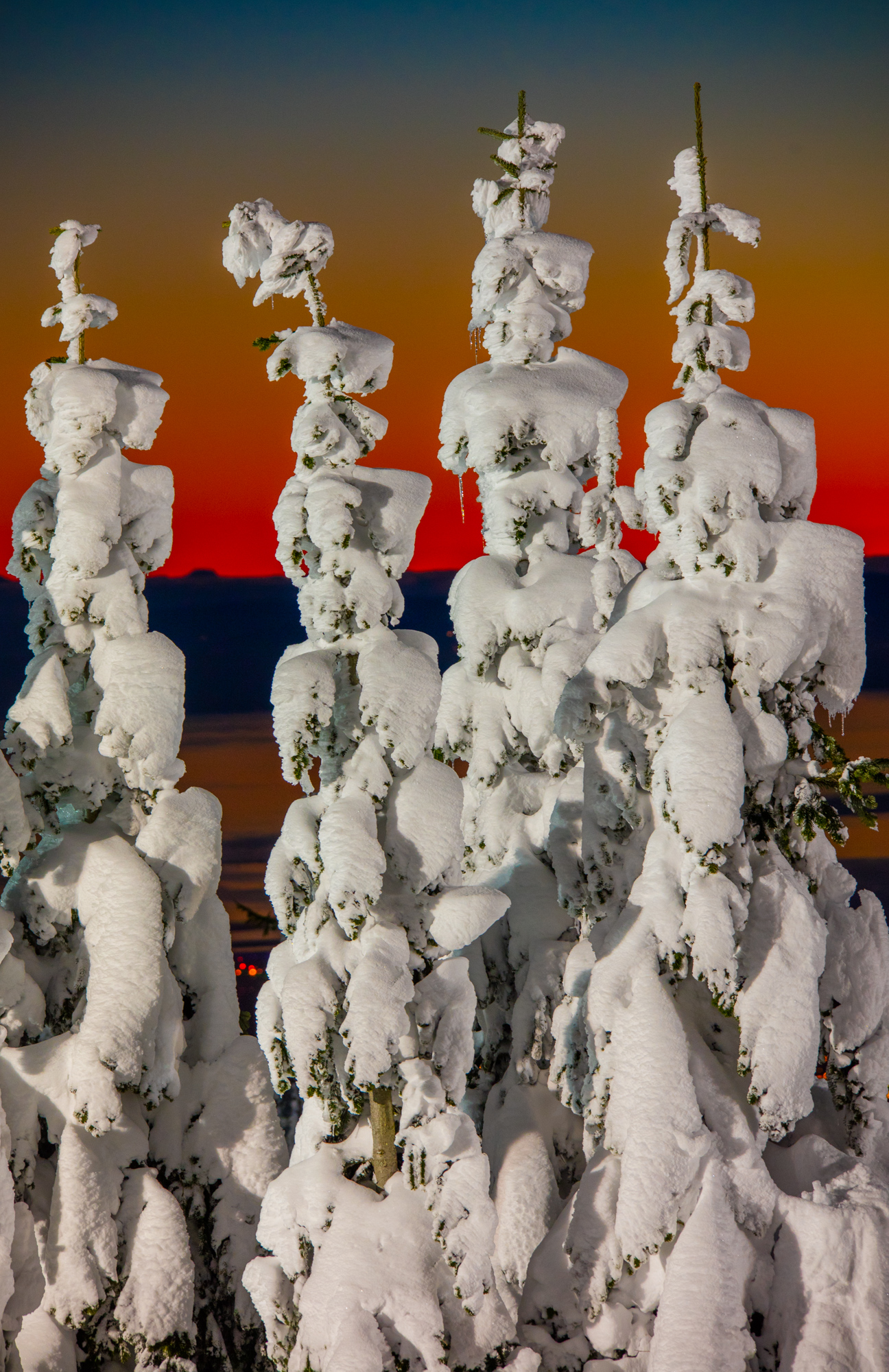 heavens trees 3 (1 of 1) | mark bowen fine art 604.341.6033